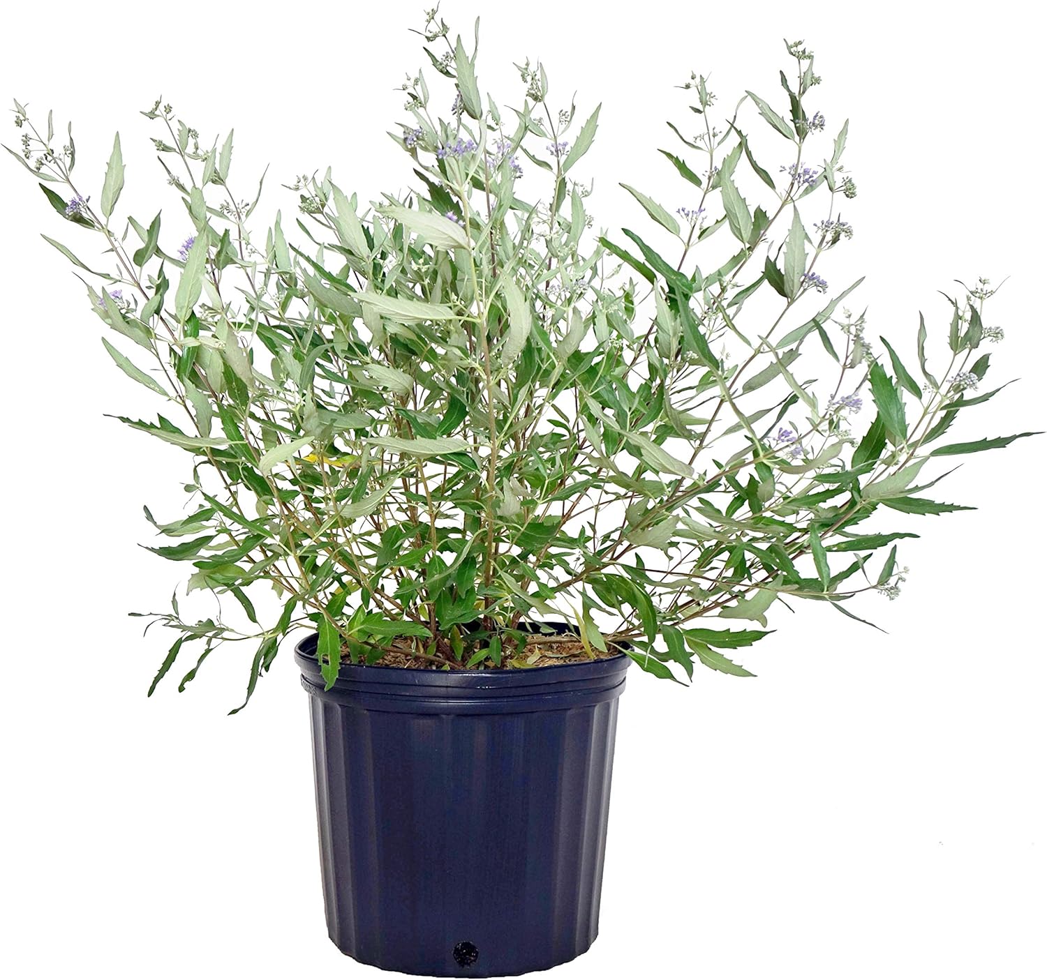 Amazon.com: Caryopteris X cland. 'Dark Knight' (Blue Mist Shrub) Shrub ...