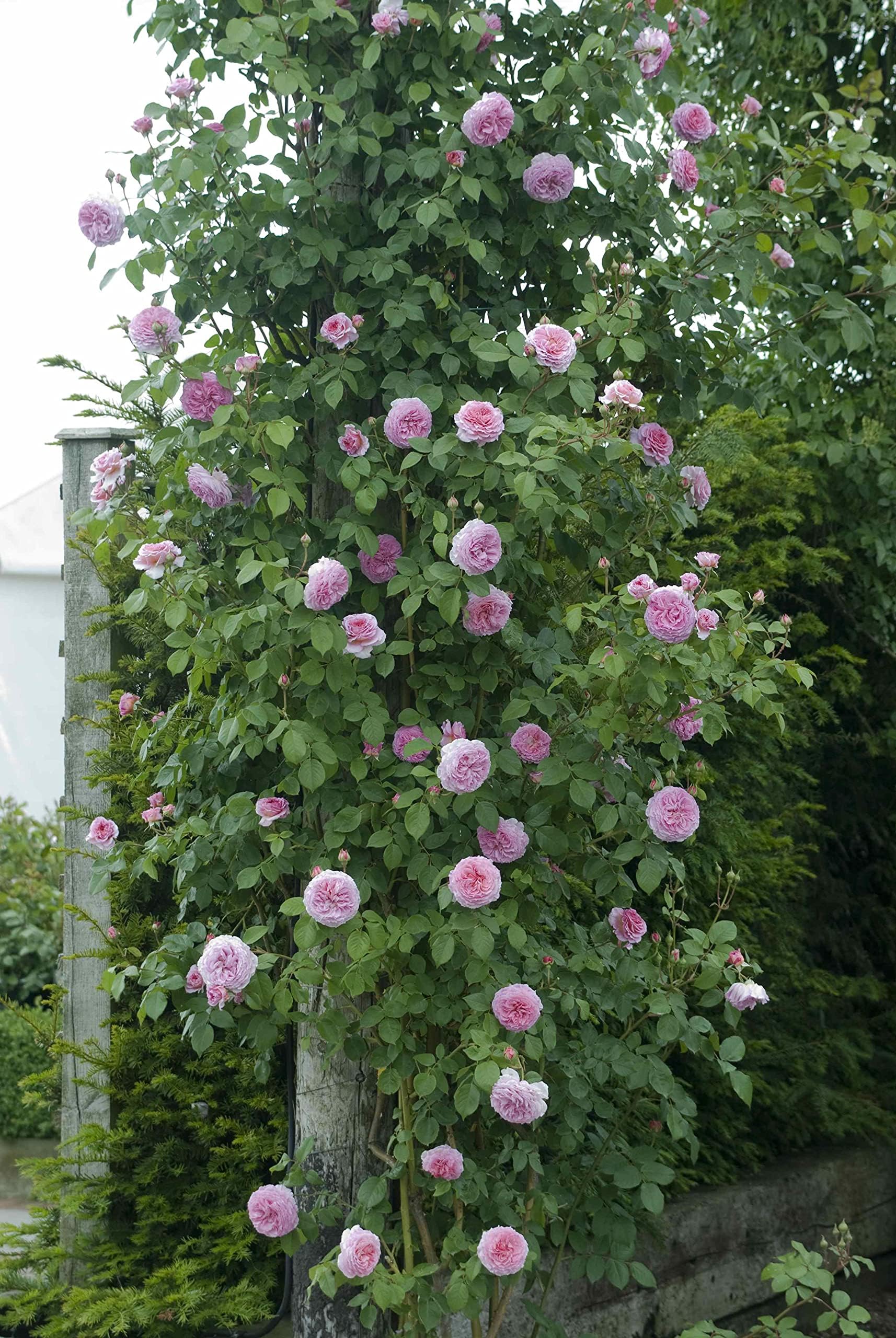 David Austin Princess Alexandra of Kent Rose - English Garden Rose Bush ...