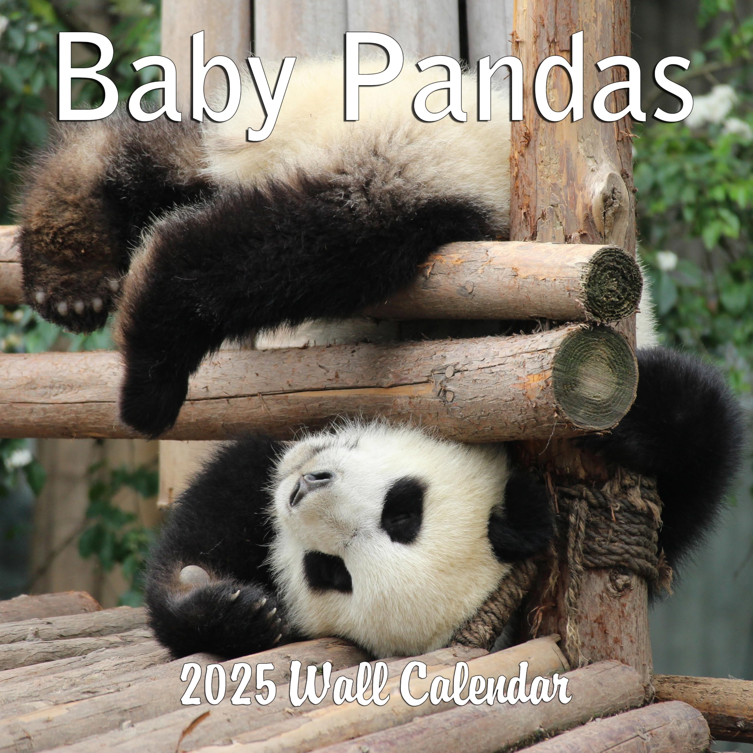 Cute Baby Giant Panda Adorable Baby Pandas
