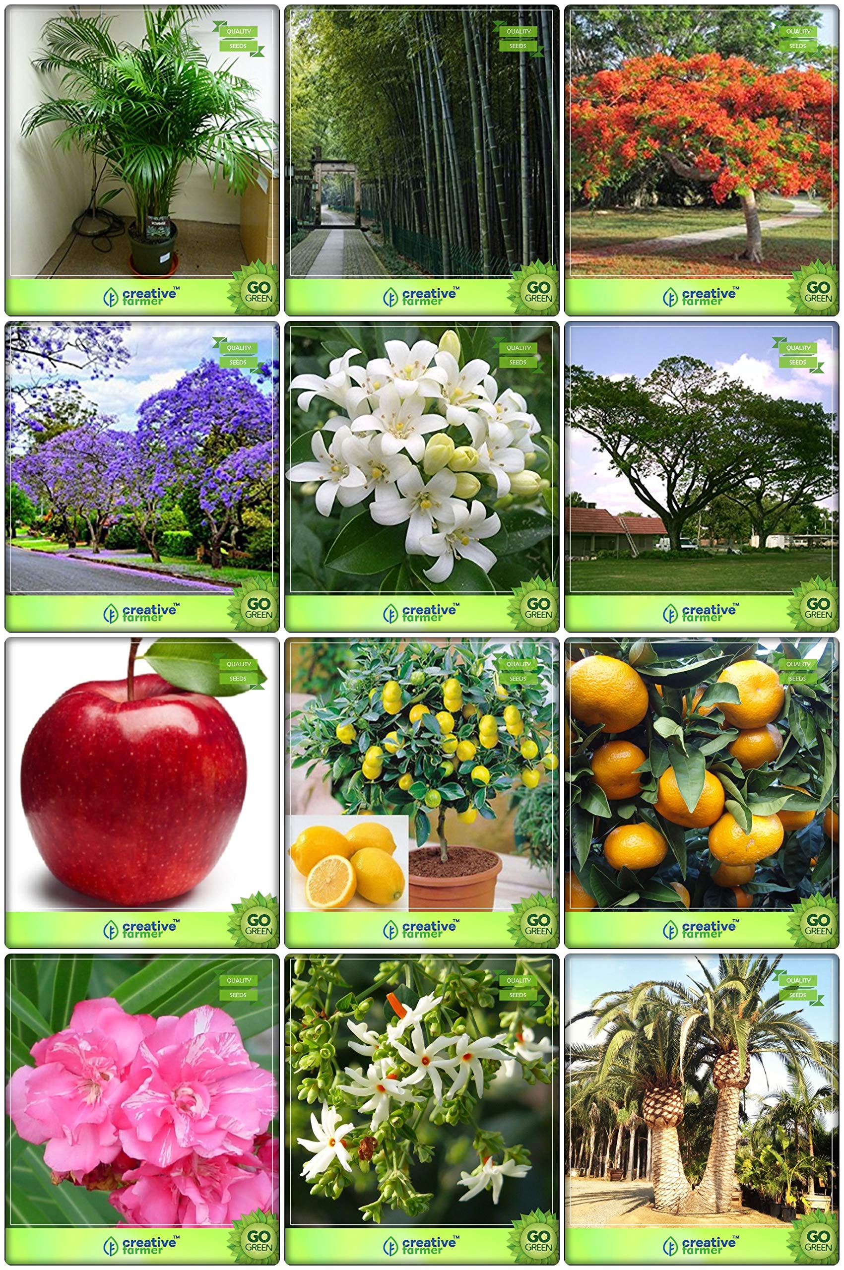 Buy Creative Farmer All Climate Combo Tree and Fruit : Apple, Citrus ...