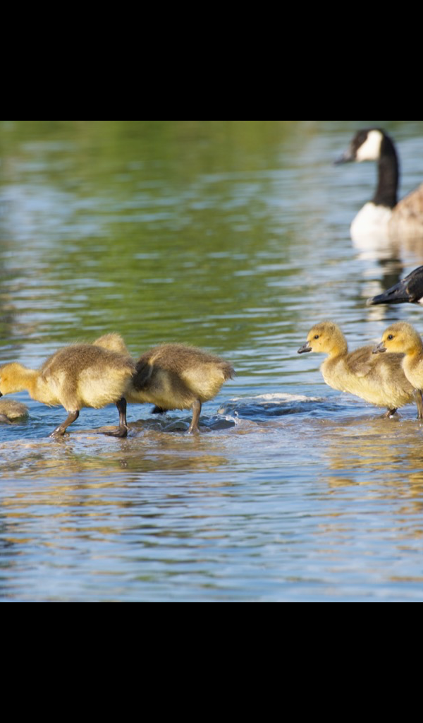 Baby Goose Chick Wallpaper -- HD Wallpapers of Baby Goose Chicks! - App ...