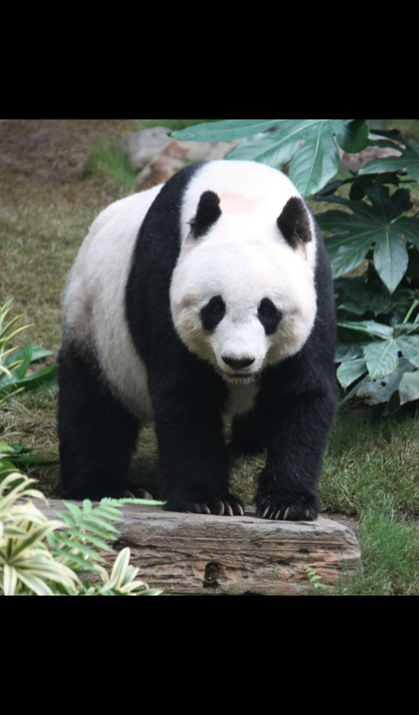 giant panda Wallpaper -- HD Wallpapers of giant pandas! - Application ...