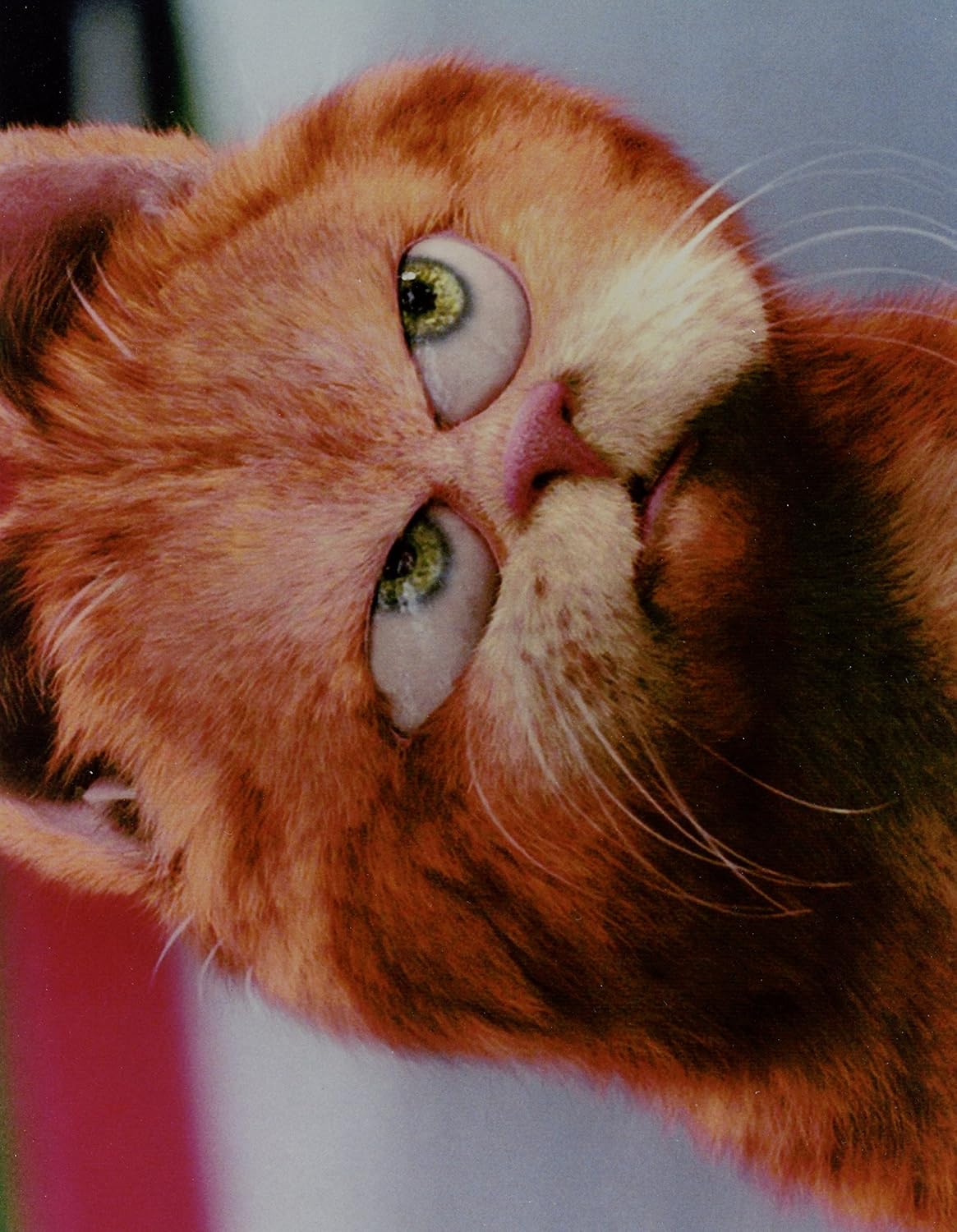 Garfield the Cat 8x10 Photo #U2434 at Amazon's Entertainment ...