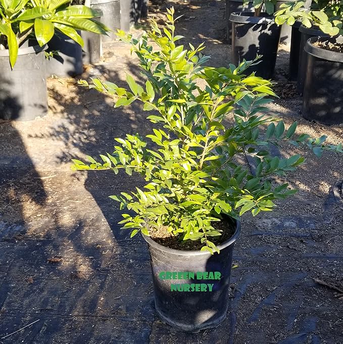 Amazon.com : South American Arrayan Fruit Tree (3 Gallon) : Patio, Lawn ...