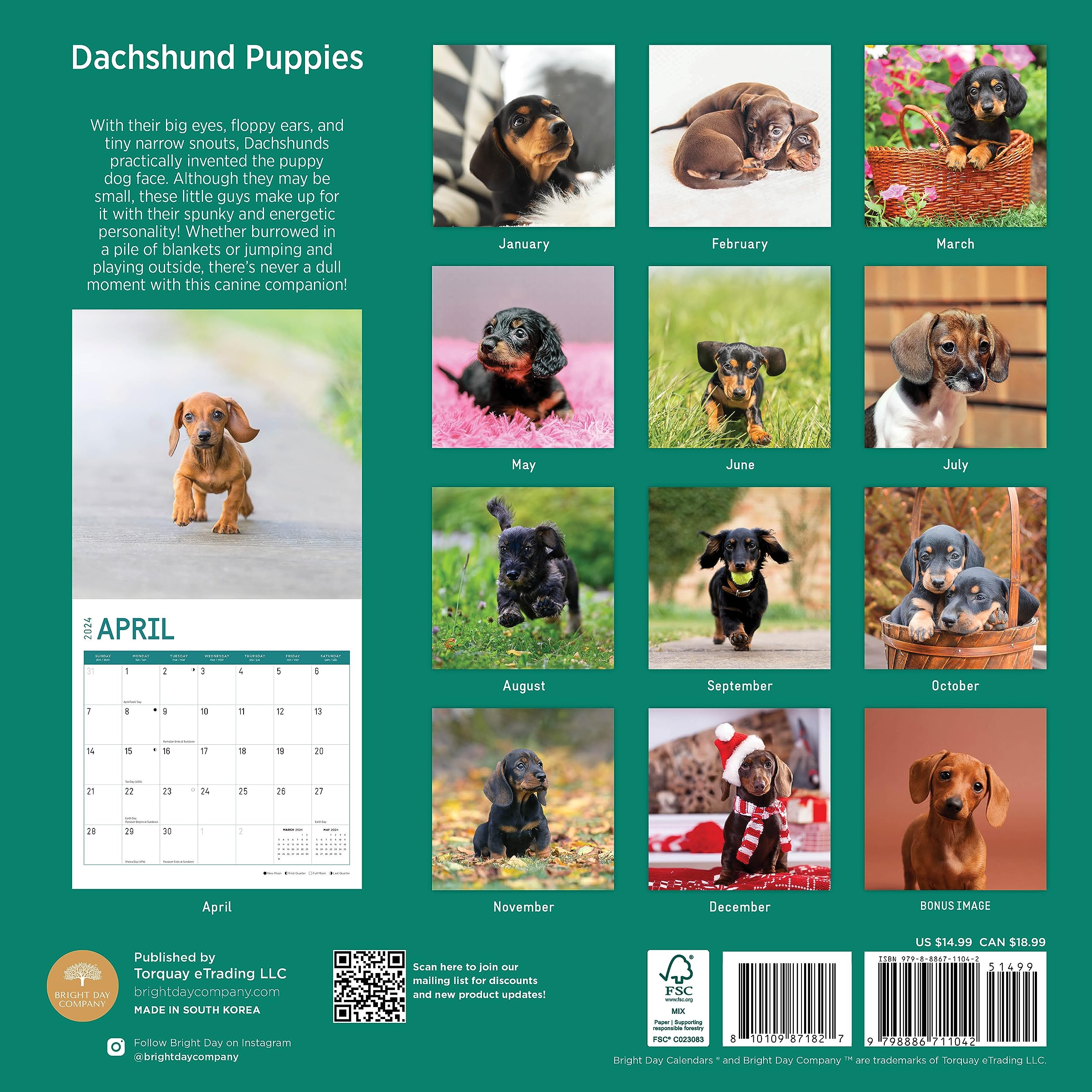 Snapklik.com : 2024 Dachshund Puppies Monthly Wall Calendar By Bright Day