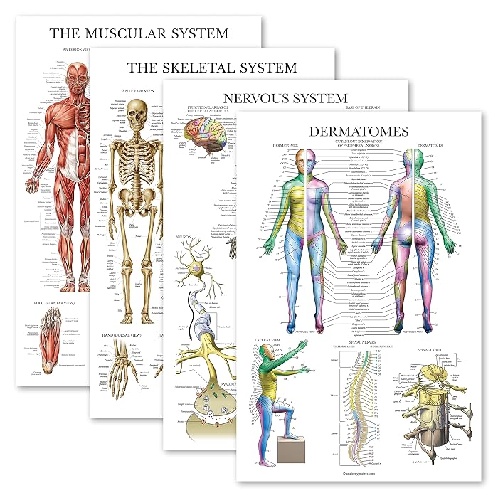 Buy 4 Pack - Anatomical Poster Set - Laminated - Muscular, Skeletal ...