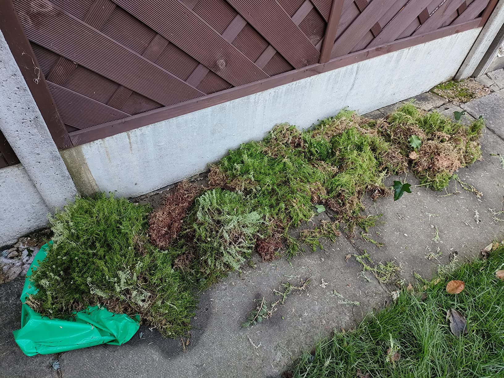 1 x 7500g (7.5kg) Bag of Fresh Welsh Green Moss for Christmas Wreaths ...