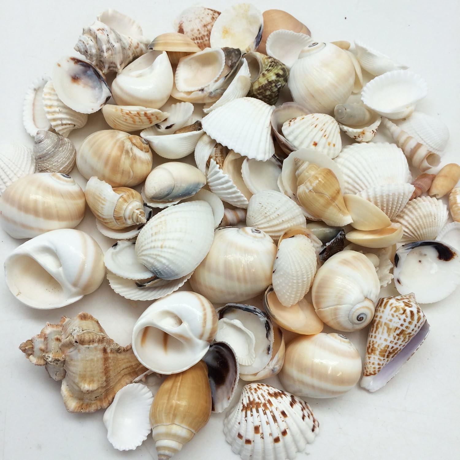 Amazon.com: PEPPERLONELY Indian Ocean Medium Mix Sea Shells, 16 OZ ...