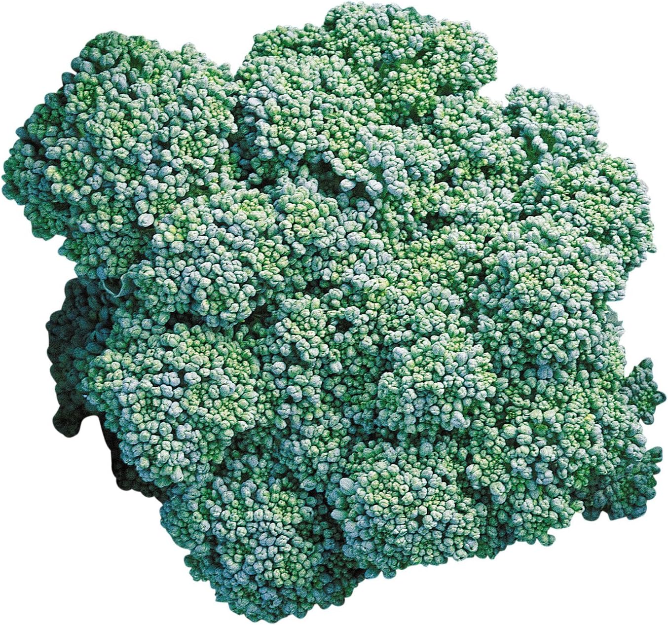 Amazon.com : Burpee Green Sprouting Calabrese Heirloom Broccoli Seeds ...