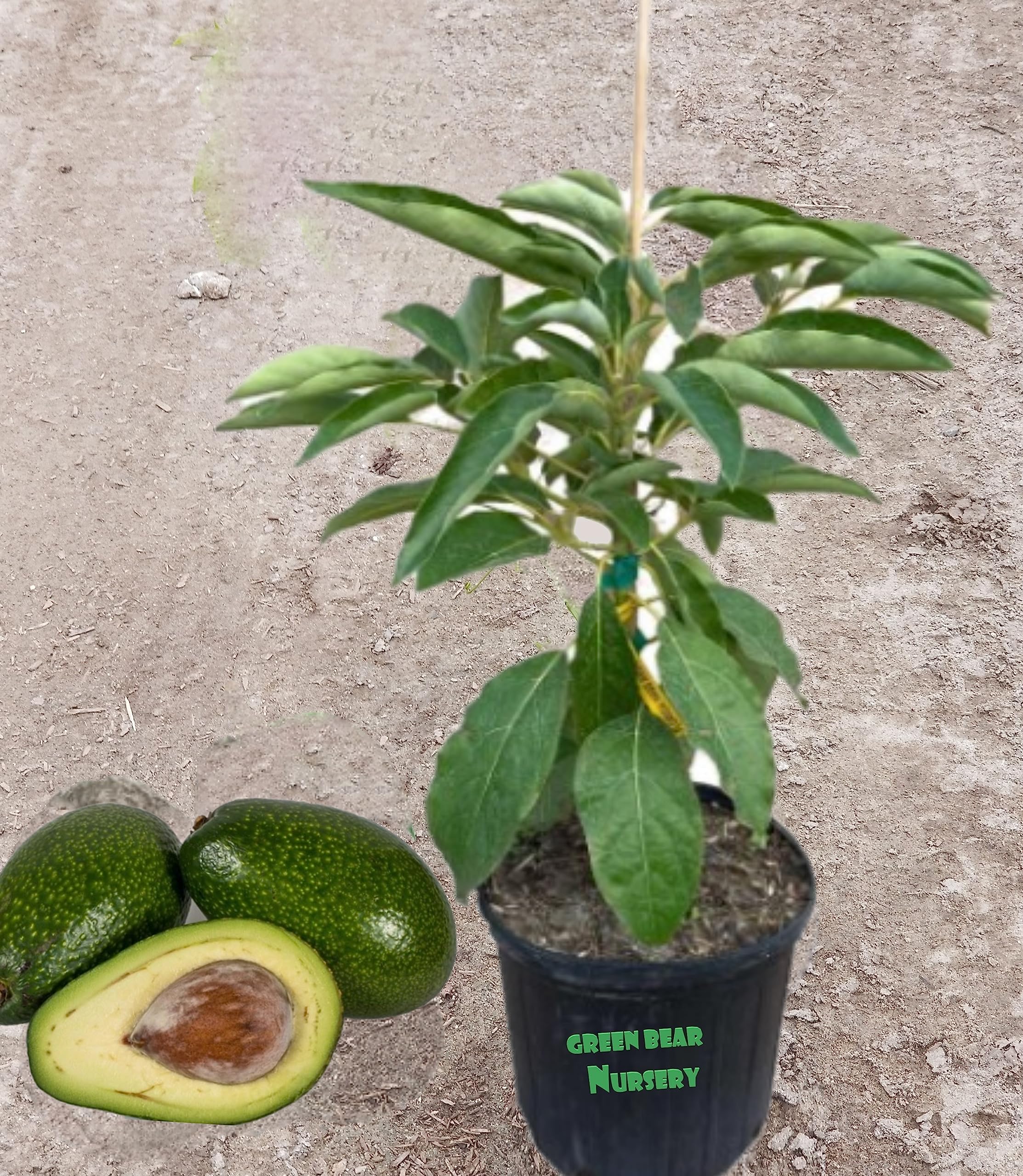 Amazon.com : Live Grafted Israel Ettinger Avocado Tree - 2 to 3 feet ...