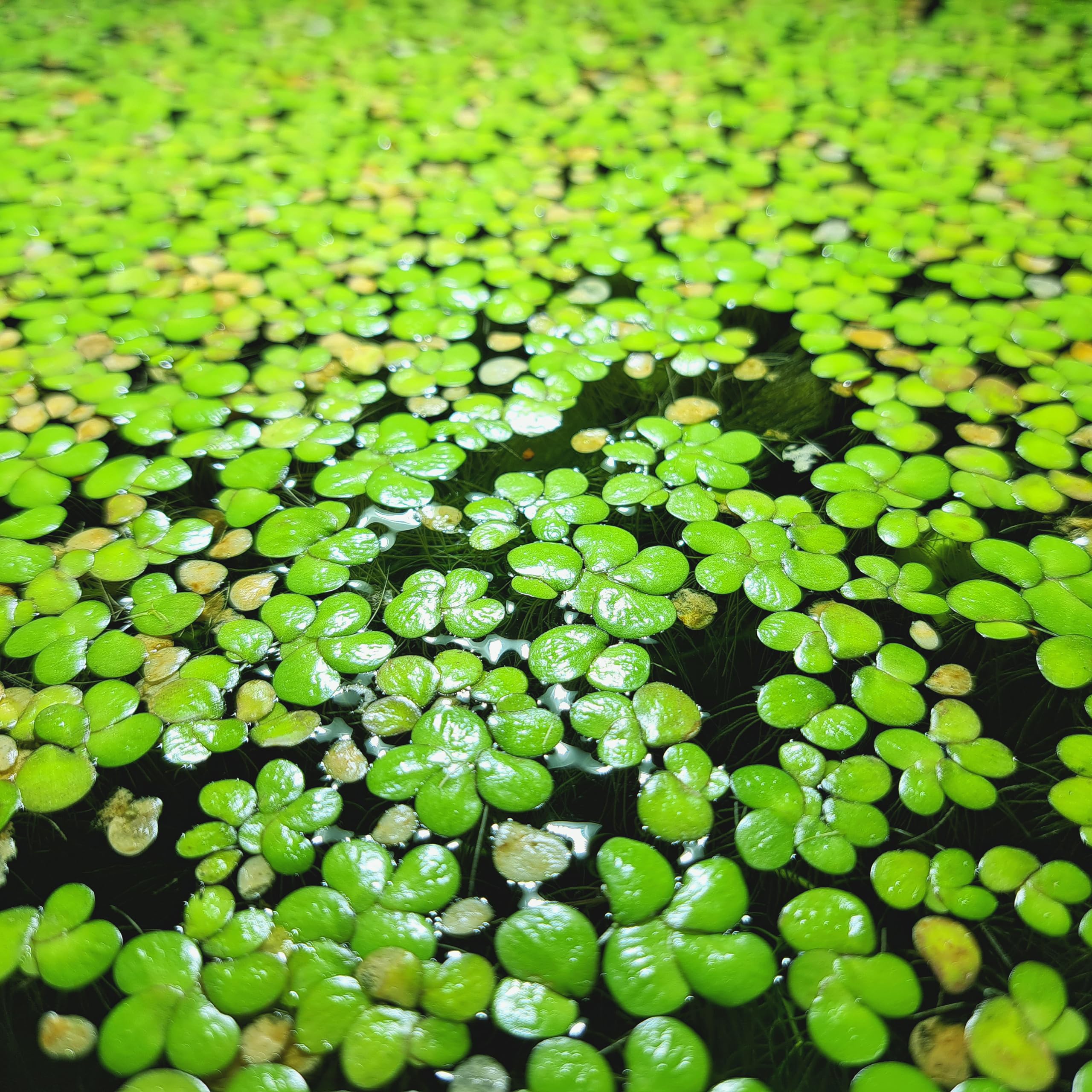 Amazon.com: 50+ Giant Duckweed (Spirodela polyrhiza) - Live Aquarium ...