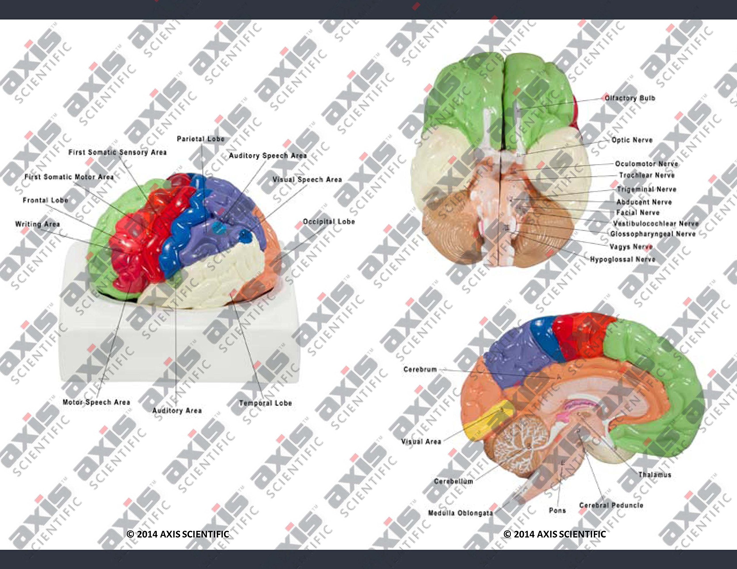 Axis Scientific Human Brain Model Anatomy with Colored and Labeled ...
