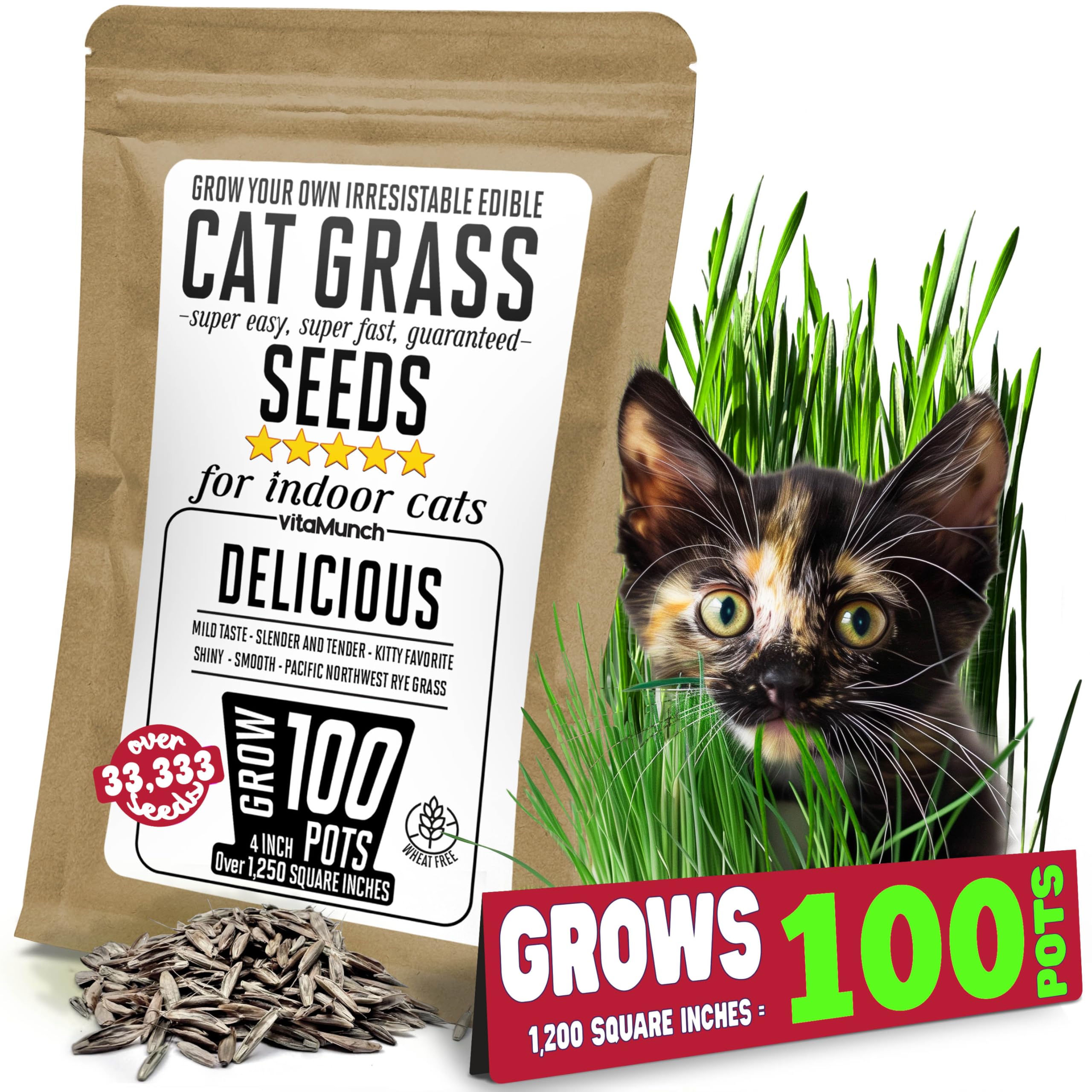 Amazon.com : CAT Grass Seeds | Grow *100* Pots of Edible Cat Grass for ...