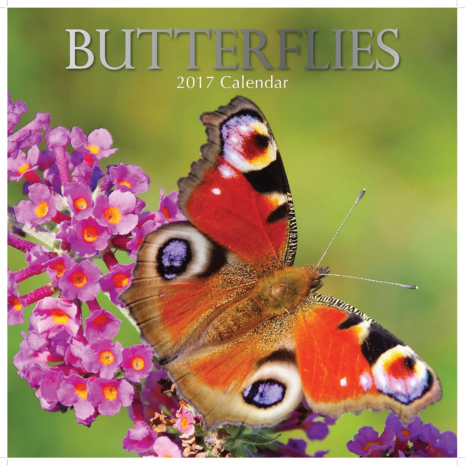 Beautiful Photographed Butterflies 2017 Monthly Wall Calendar, 12" x 12 ...