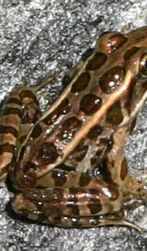 Bullfrog Wallpaper -- HD Wallpapers of Bullfrogs! - App on Amazon Appstore