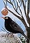 National Trust: Robins, Wrens and other British Birds (National Trust ...