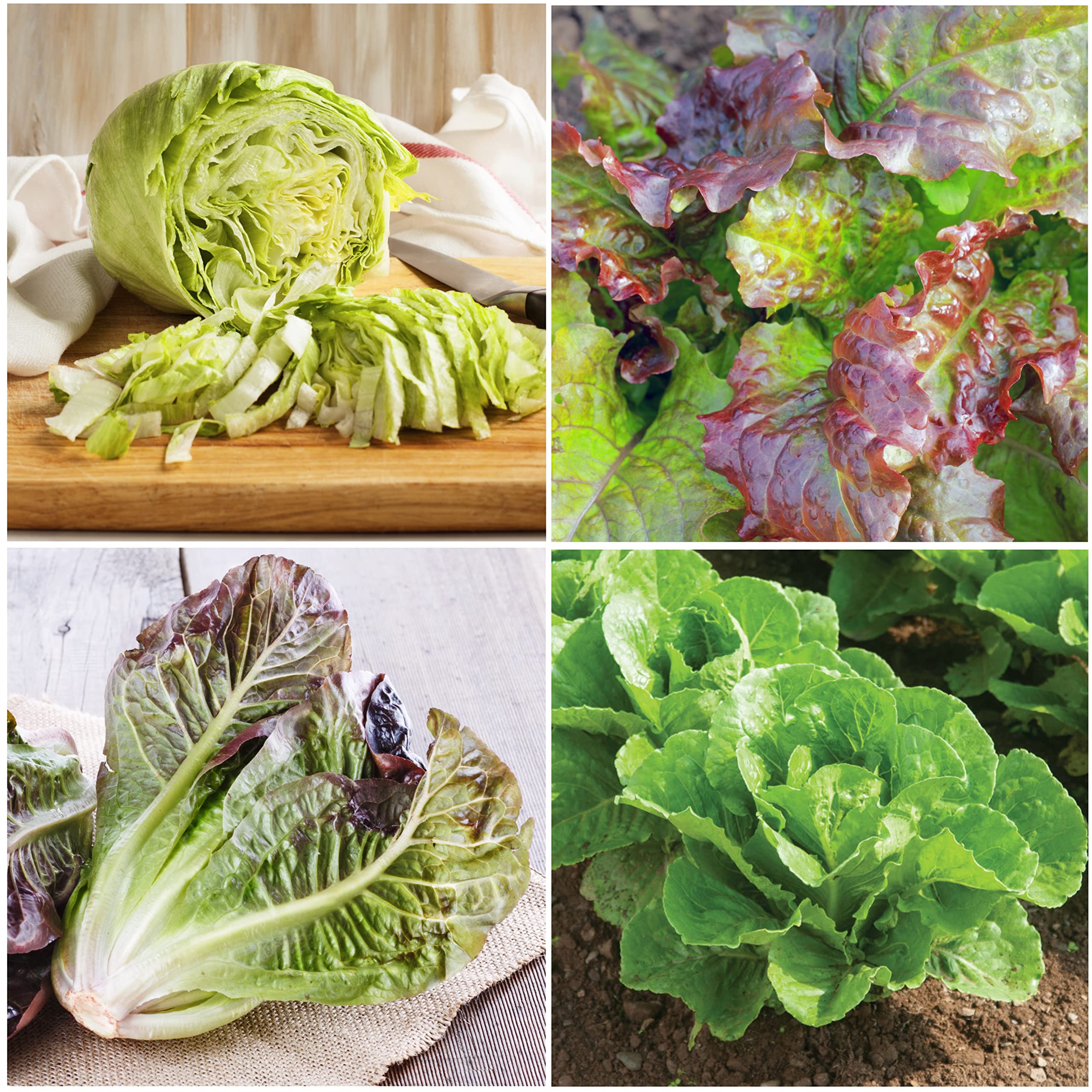 Types Of Lettuce Plants