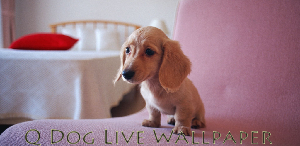 Q Dog Live Wallpaper: app su Amazon Appstore