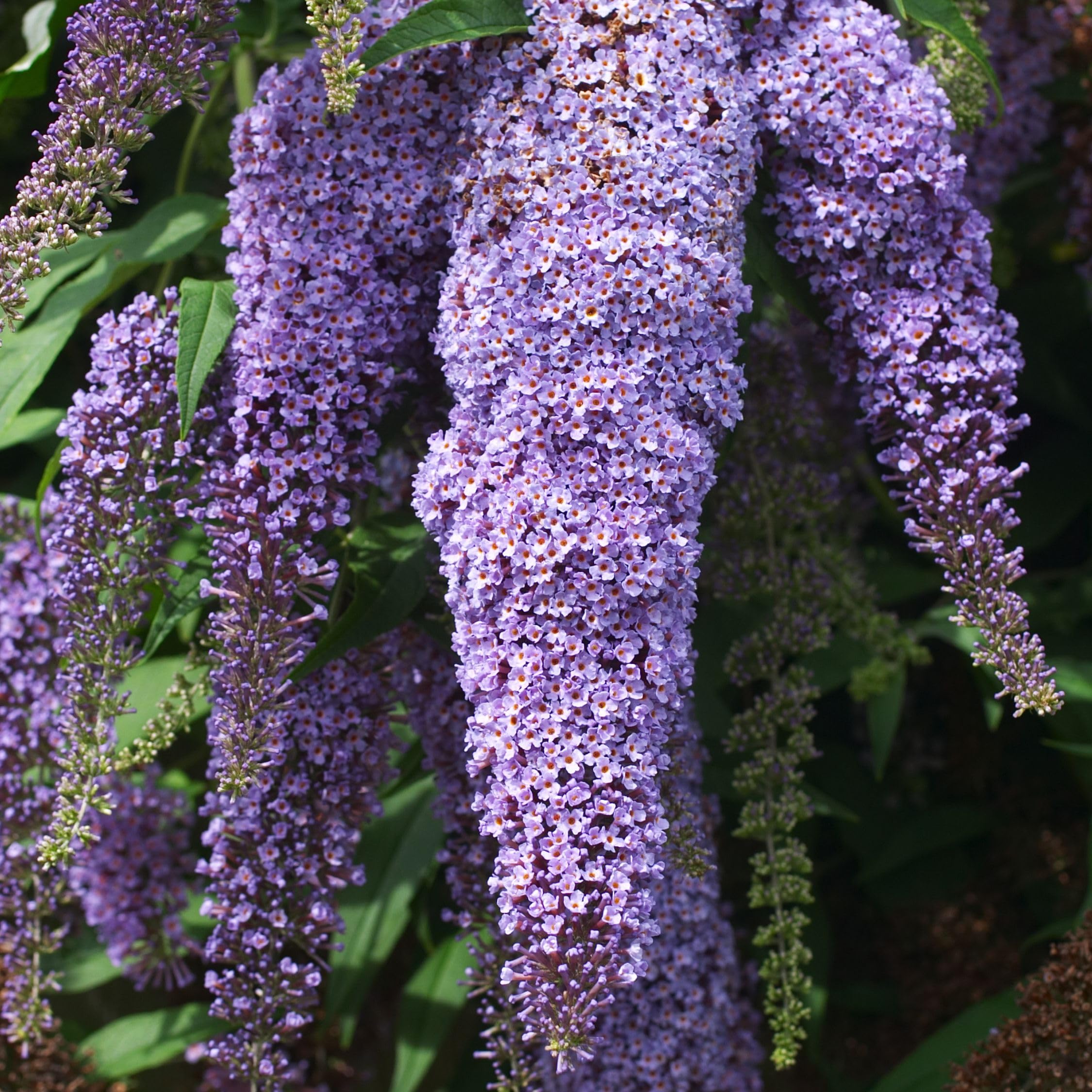 Lilas Des Indes BUDDLEJA Davidii RÊVE DE PAPILLON® PINK (Arbre Aux ...