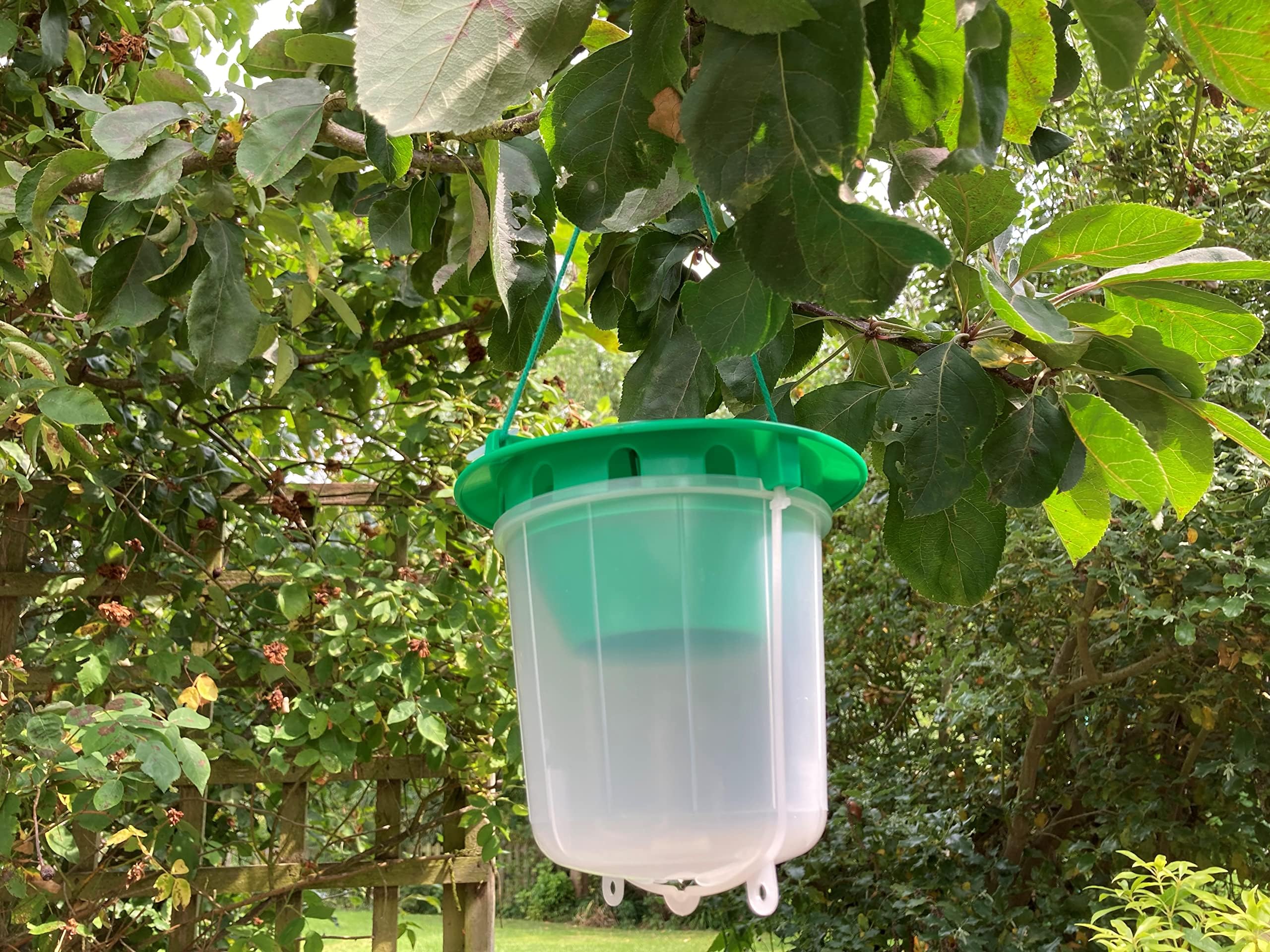 Agralan RHS Approved Natural Plum Moth Pheromone Trap : Amazon.co.uk ...