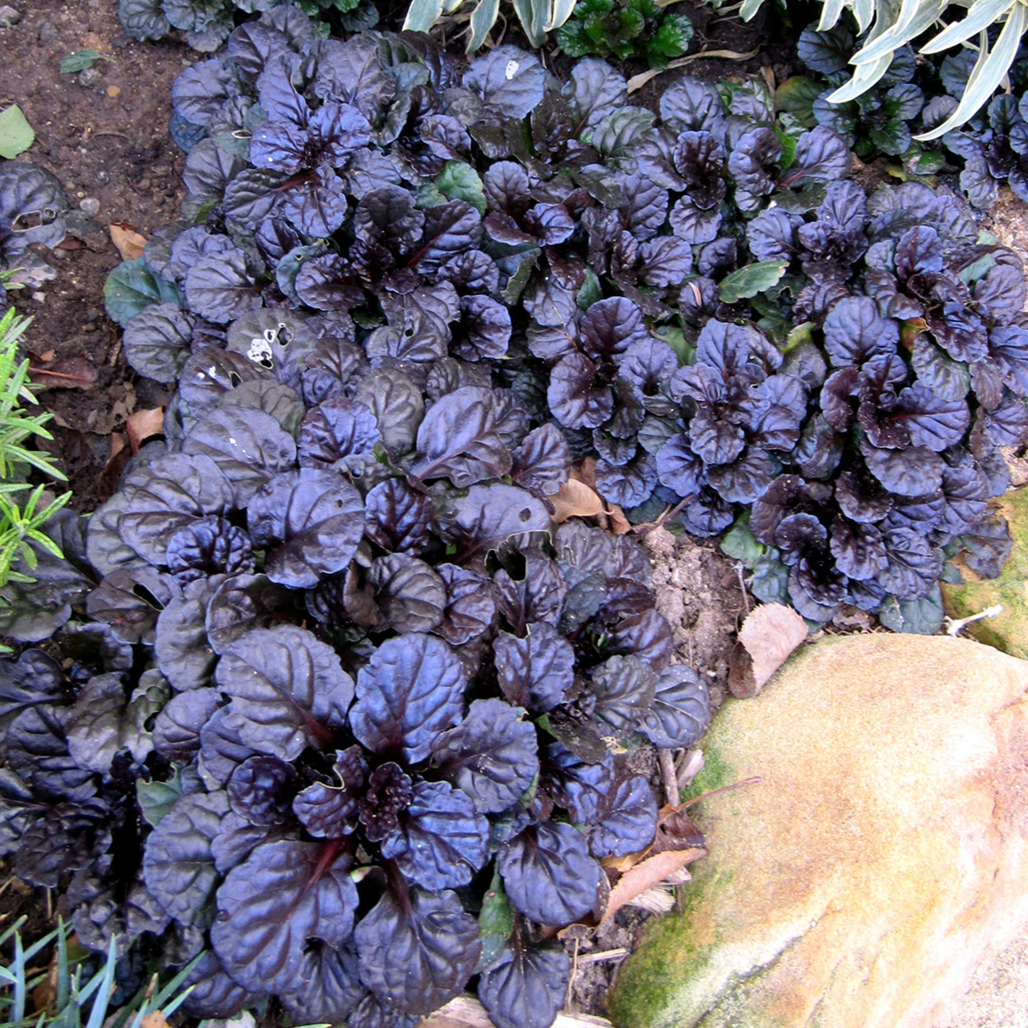 Black Scallop Carpet Bugle Ajuga Reptans 'Binblasca' Syn. Ajuga