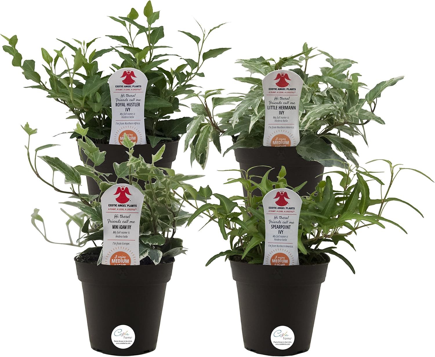 Amazon.com : Costa Farms Exotic Angel Ivy Live Indoor Plant, Grower’s ...