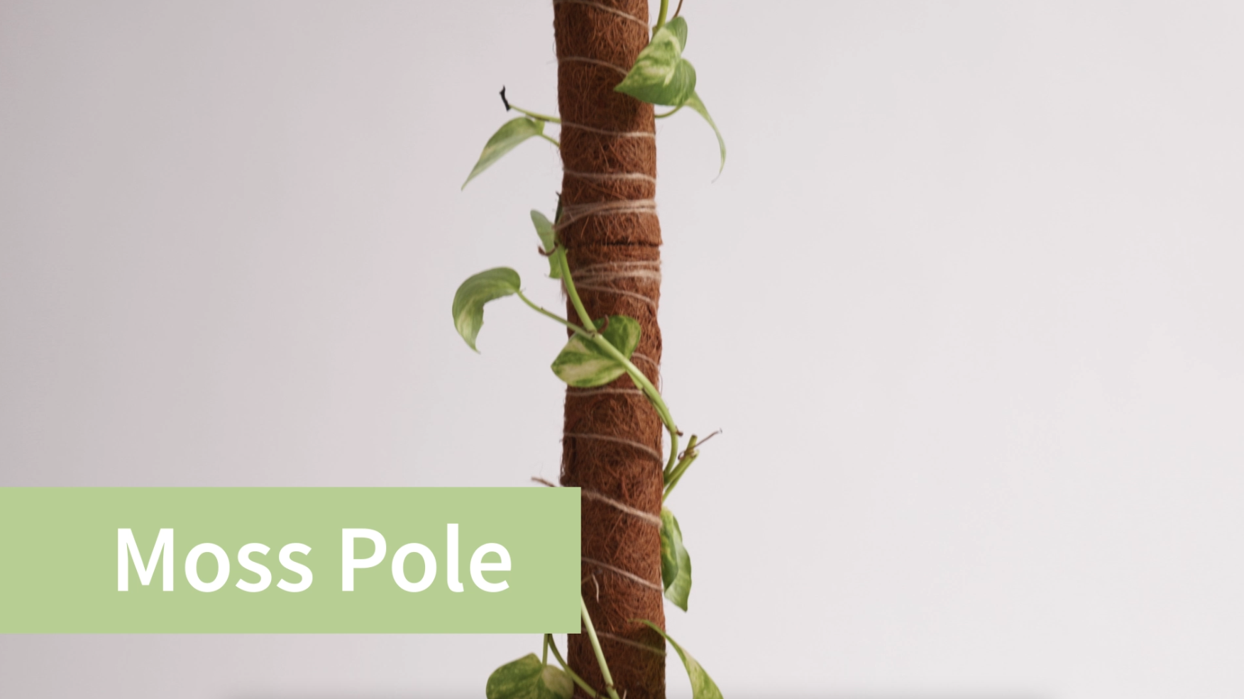 Watch Discover how to use the moss pole with your indoor plants on ...