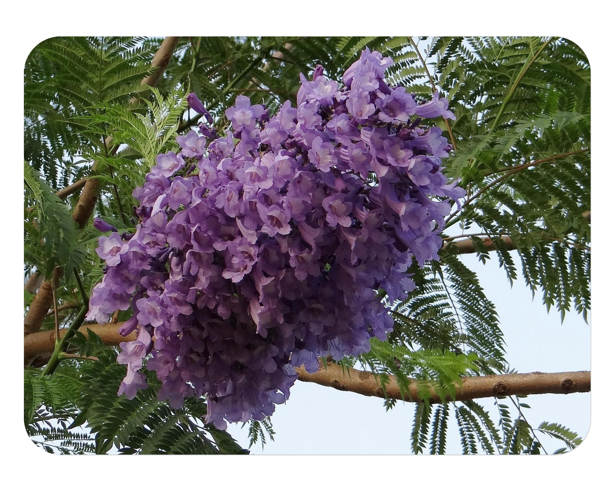 Jacaranda Tree Leaves Cold Hardy Yellow Jacaranda, Tipu Tree (tipuana