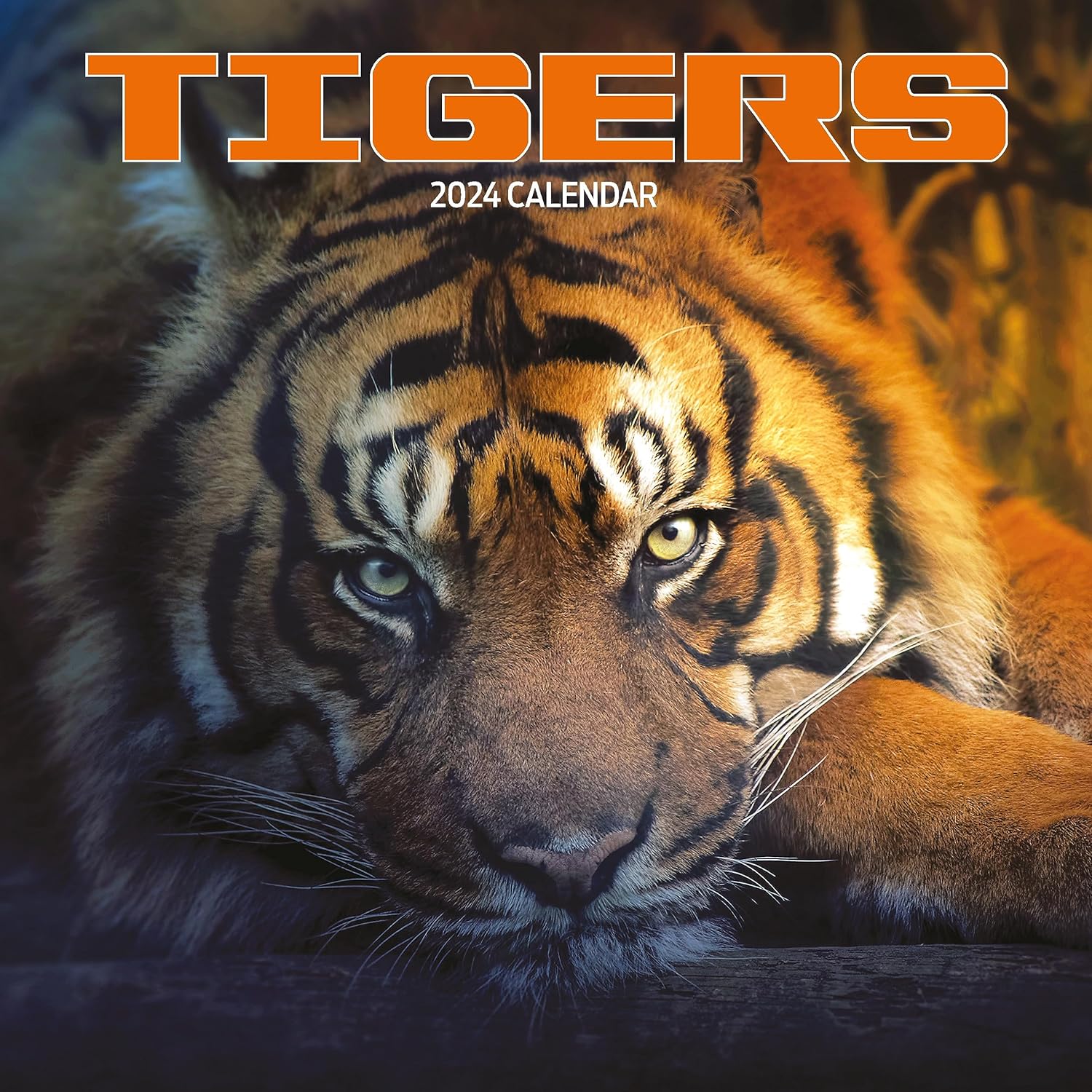 Tiger 2024 Calendar : Amazon.co.uk: Stationery & Office Supplies