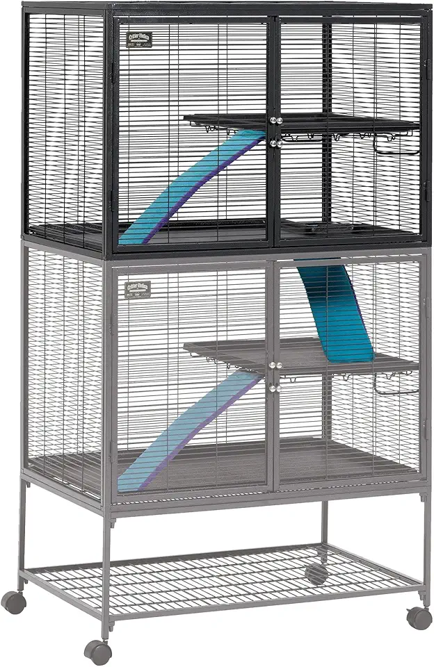 All You Need To Know About Micro Ferrets | PetShun