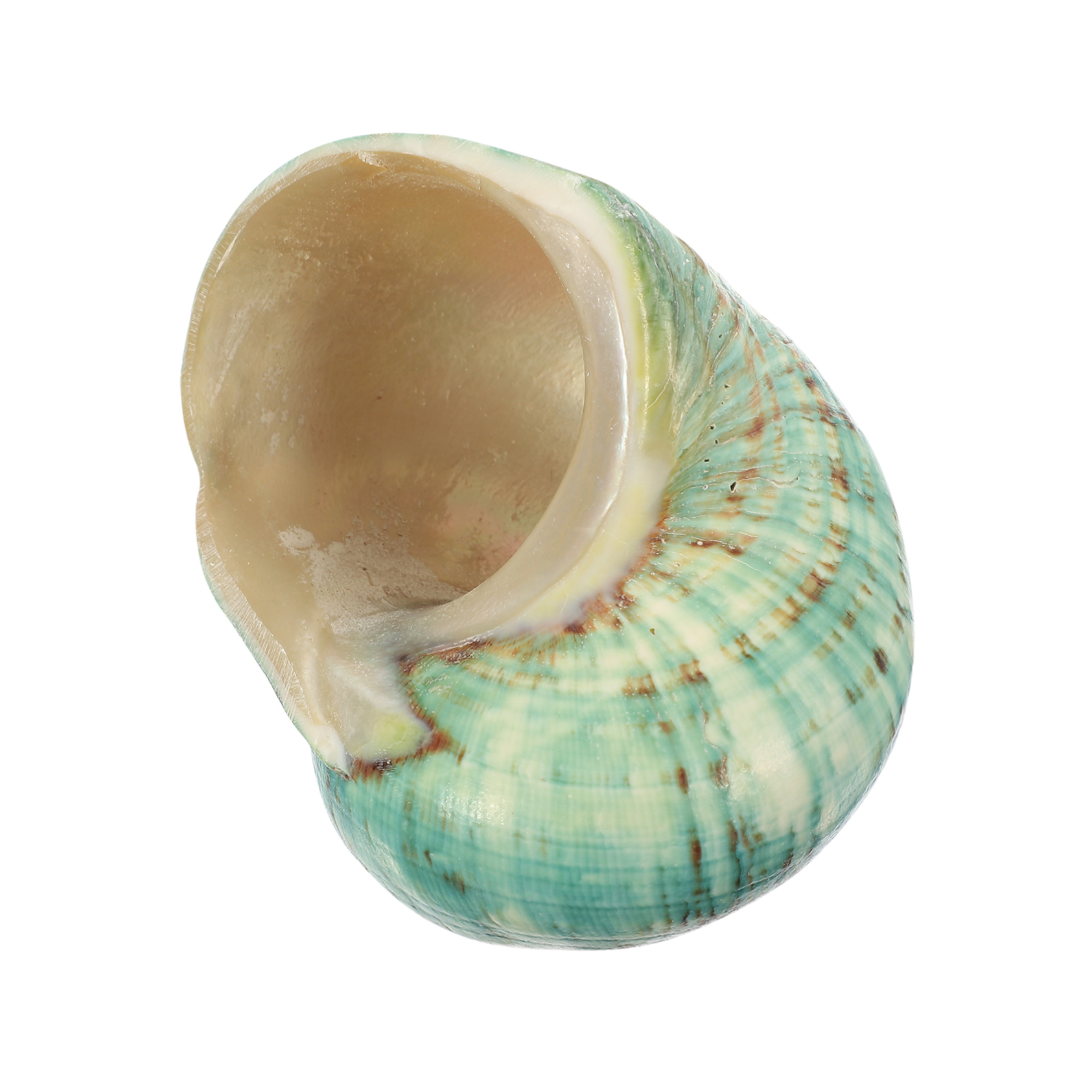 Aquarium Ornament Natural Conch Shell - Real Sea Snail Shell For Fish ...