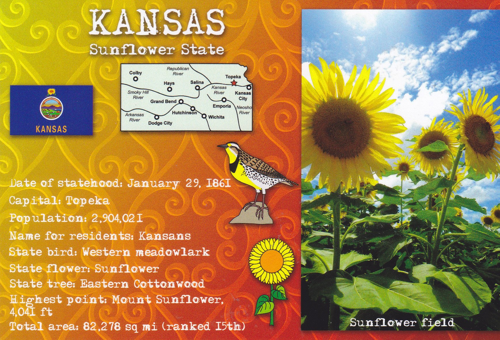 Amazon.com : STATES2KAN KANSAS - Sunflower State, Sunflower Field ...