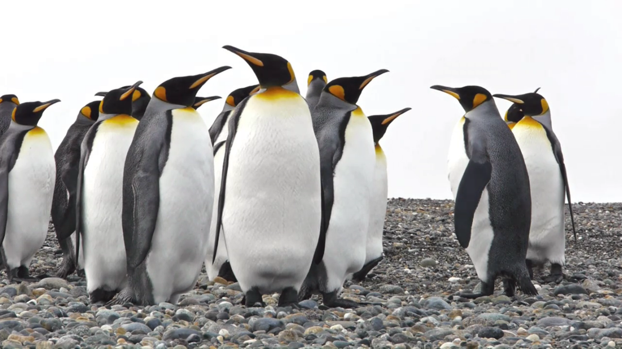 Video Touch - Vögel:Amazon.de:Appstore for Android