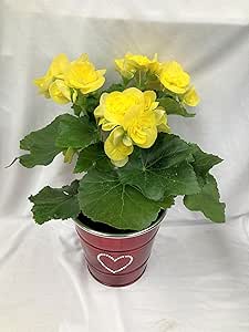 Amazon.com : 4" Begonia in Red Heart Tin : Patio, Lawn & Garden
