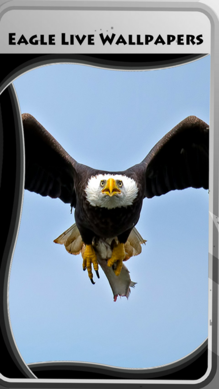 Eagle Live Wallpapers - App on the Amazon Appstore