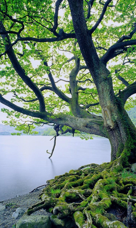 Lovely Trees Live Wallpaper:Amazon.es:Appstore for Android