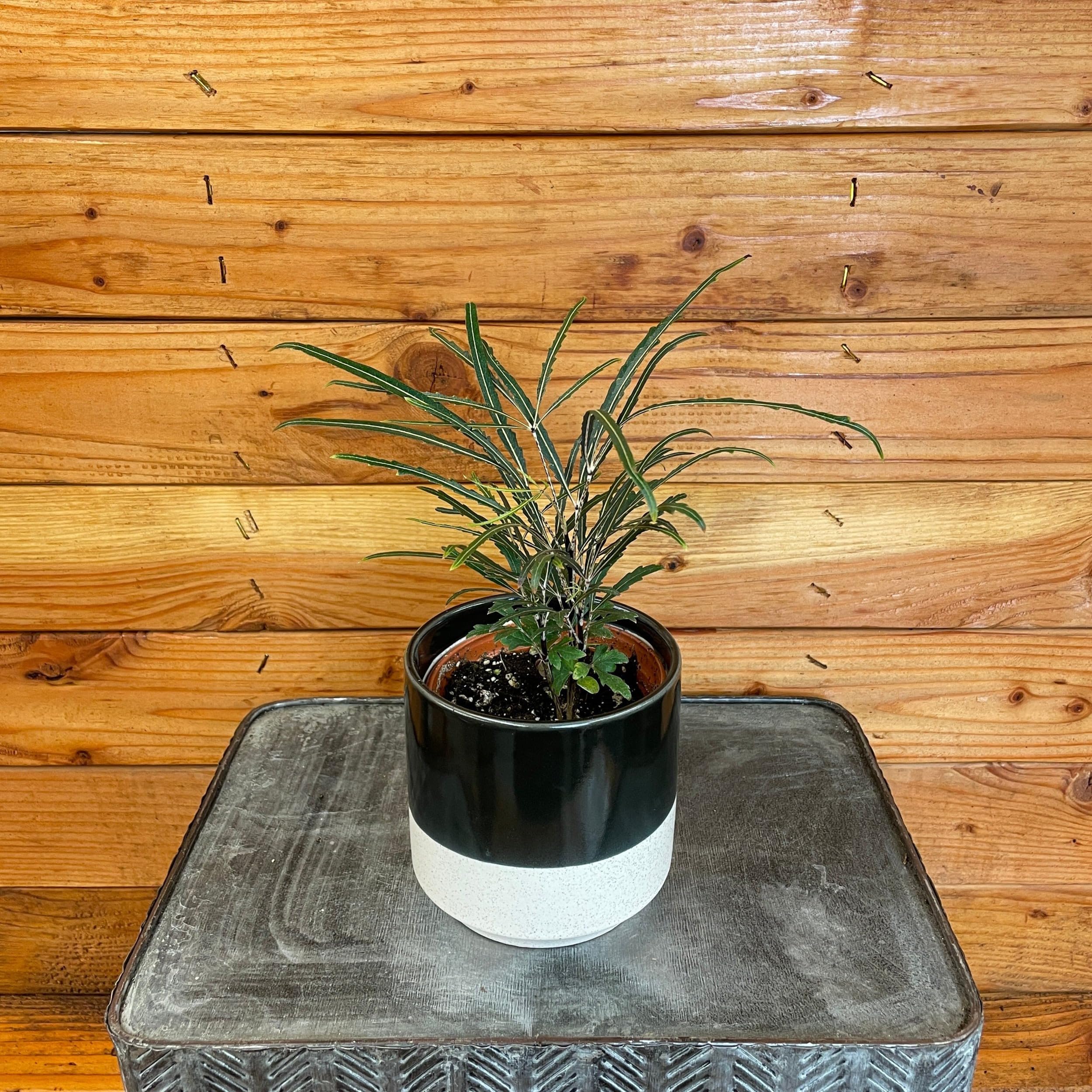 False Aralia Dizygotheca Elegantissima