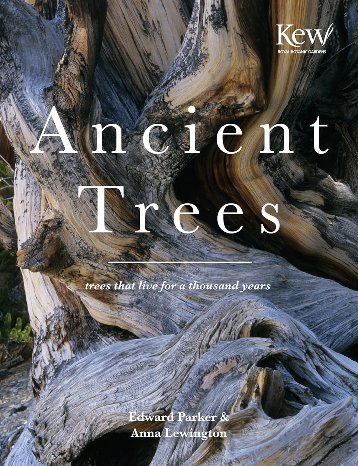 Ancient Trees: Trees that live for a thousand years (National Trust ...