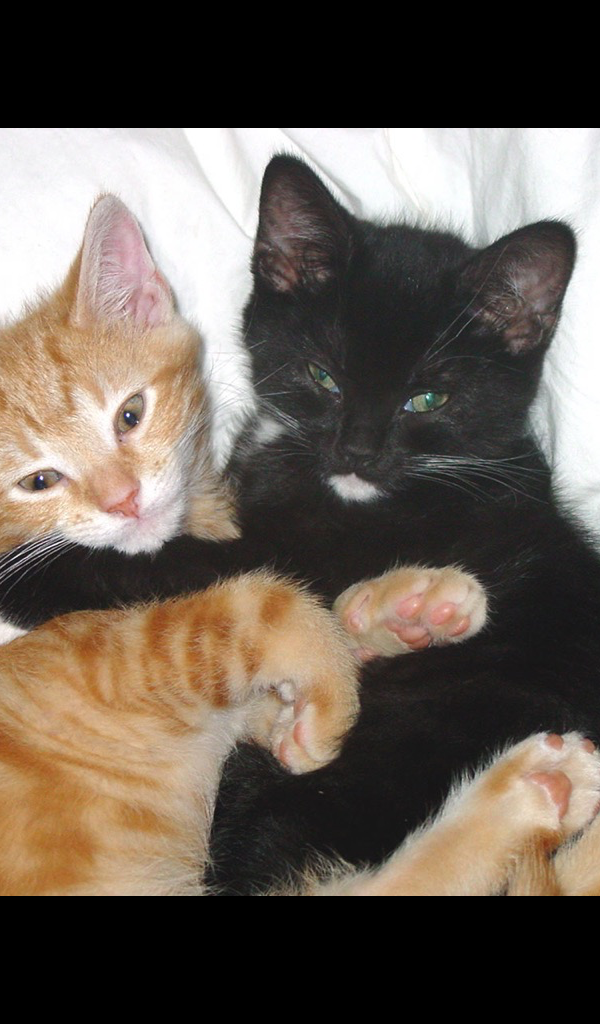Animals Snuggling Wallpaper -- HD Wallpapers of Animals Snuggling ...