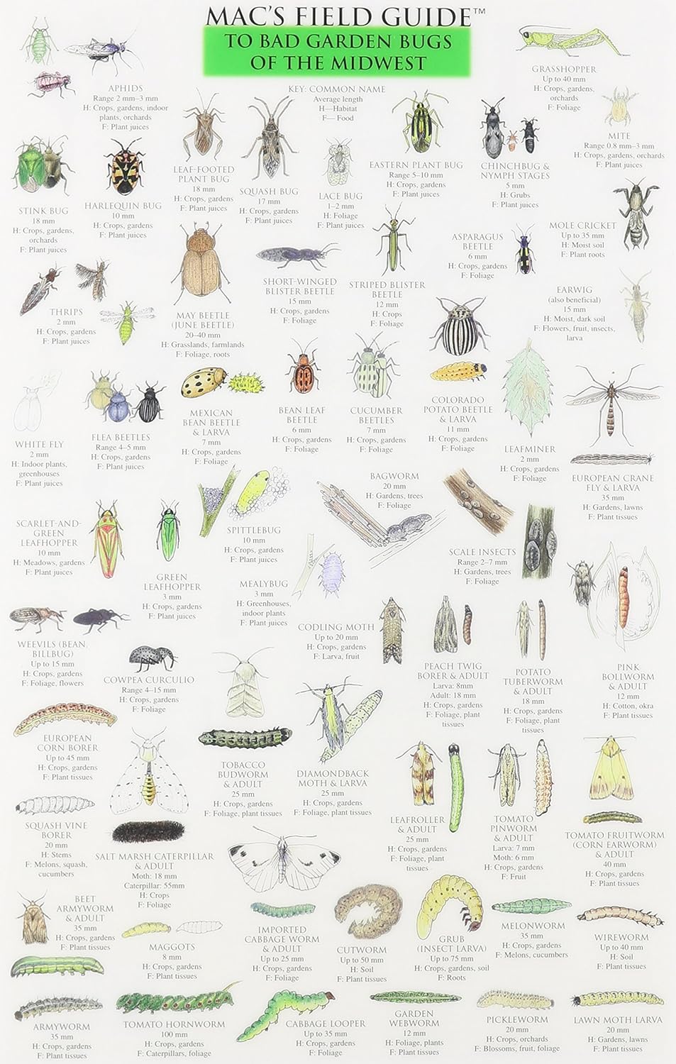 Amazon | Mac's Field Guide to Good Garden Bugs of the Midwest ...
