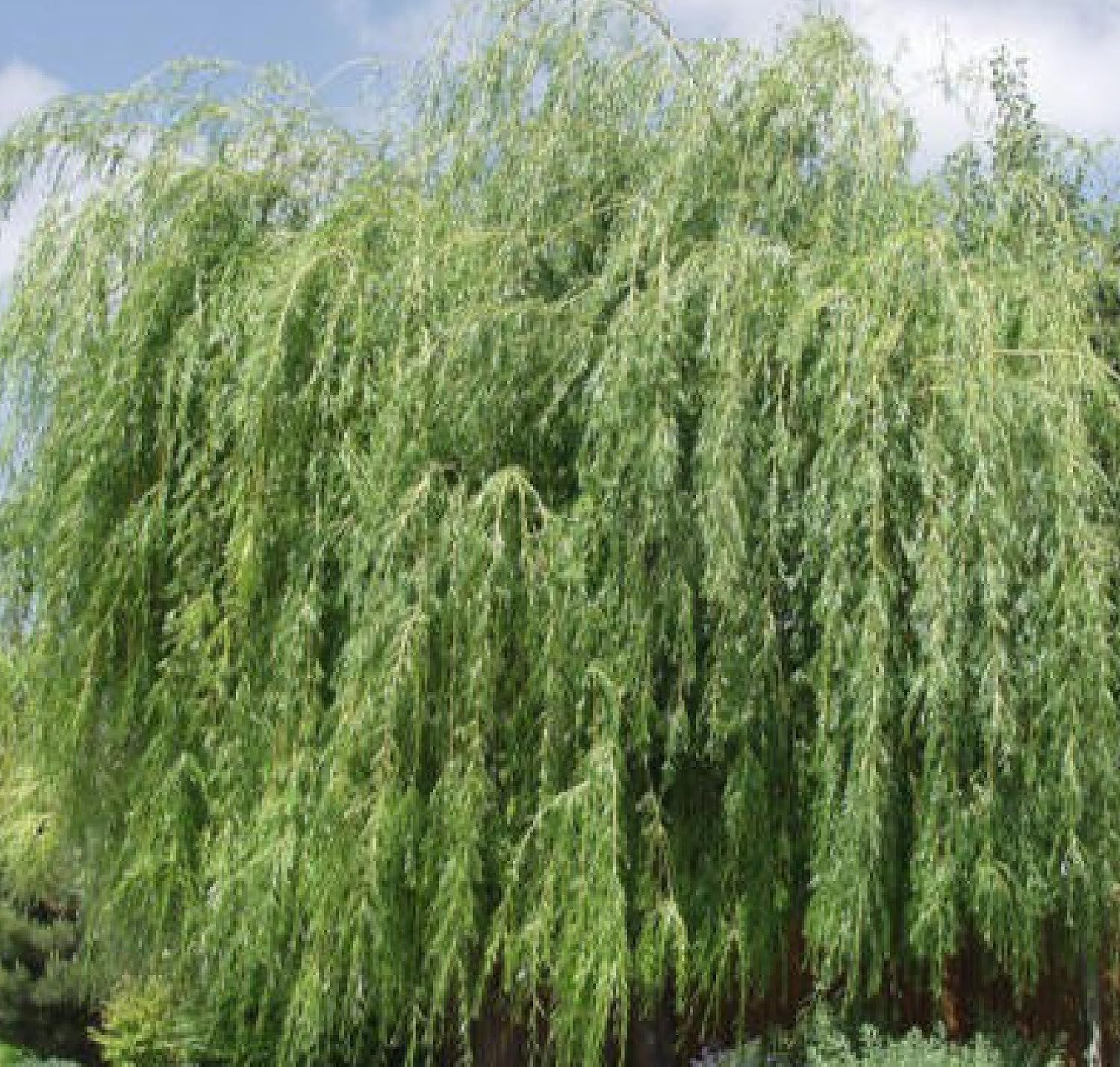 Amazon.com : 1 trees Weeping Willow bare root 3 foot tall potted ...