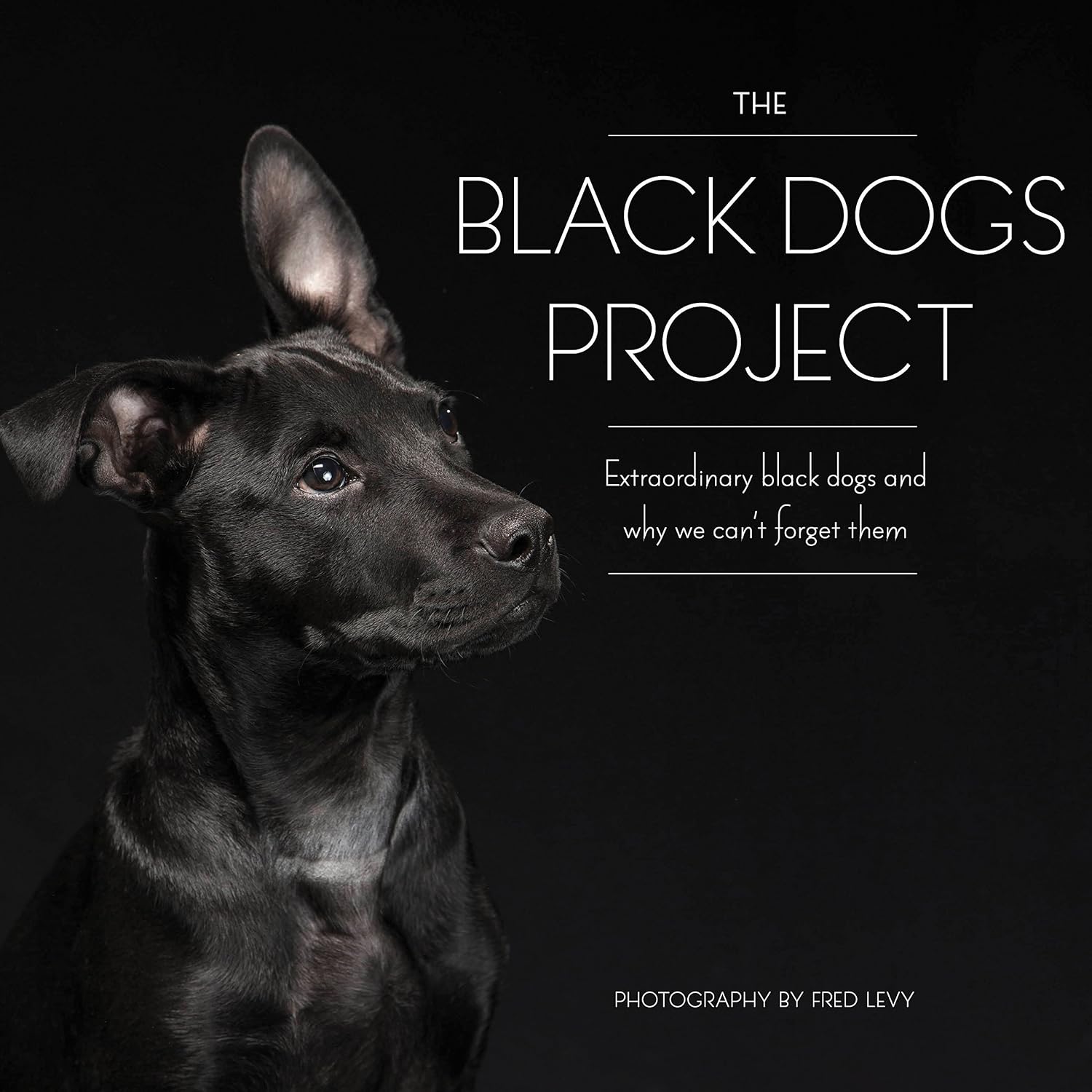 Amazon.com: The Black Dogs Project: Extraordinary Black Dogs and Why We ...