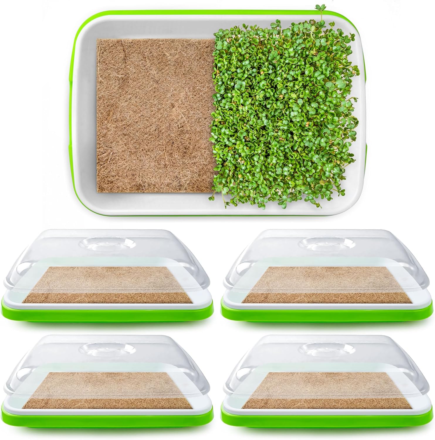 Amazon.com : UCandy Seed Sprouter Tray with Drain Holes,Seed ...