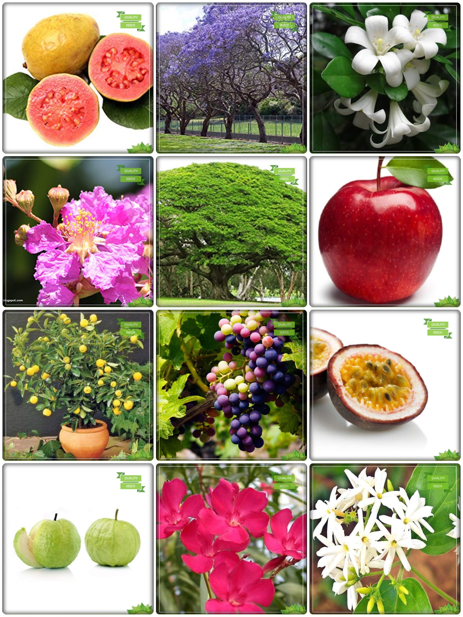 Buy Creative Farmer Plant Seed Combo Tree Seeds : Blue Jacaranda ...