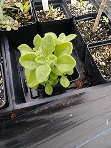Amazon.com: Planta Vicks, Plectranthus Hadiensis VAR. Tomentosa, planta ...