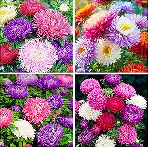 Amazon.com : 1000+ Perennial Aster Flower Seeds for Planting Outdoors ...