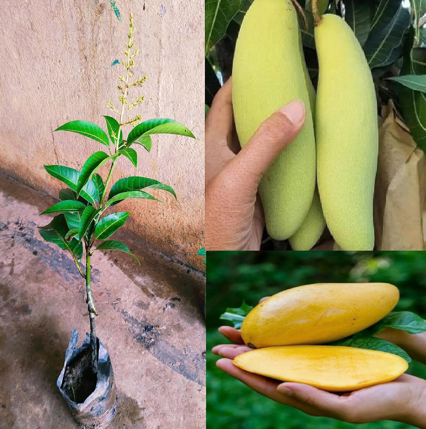 Oxiflora®Thailand Mango Live Amba fruit plant Grafted hybrid MangoKing ...