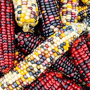 Amazon.com : TomorrowSeeds - Firecracker Popcorn Ornamental Corn Seeds ...
