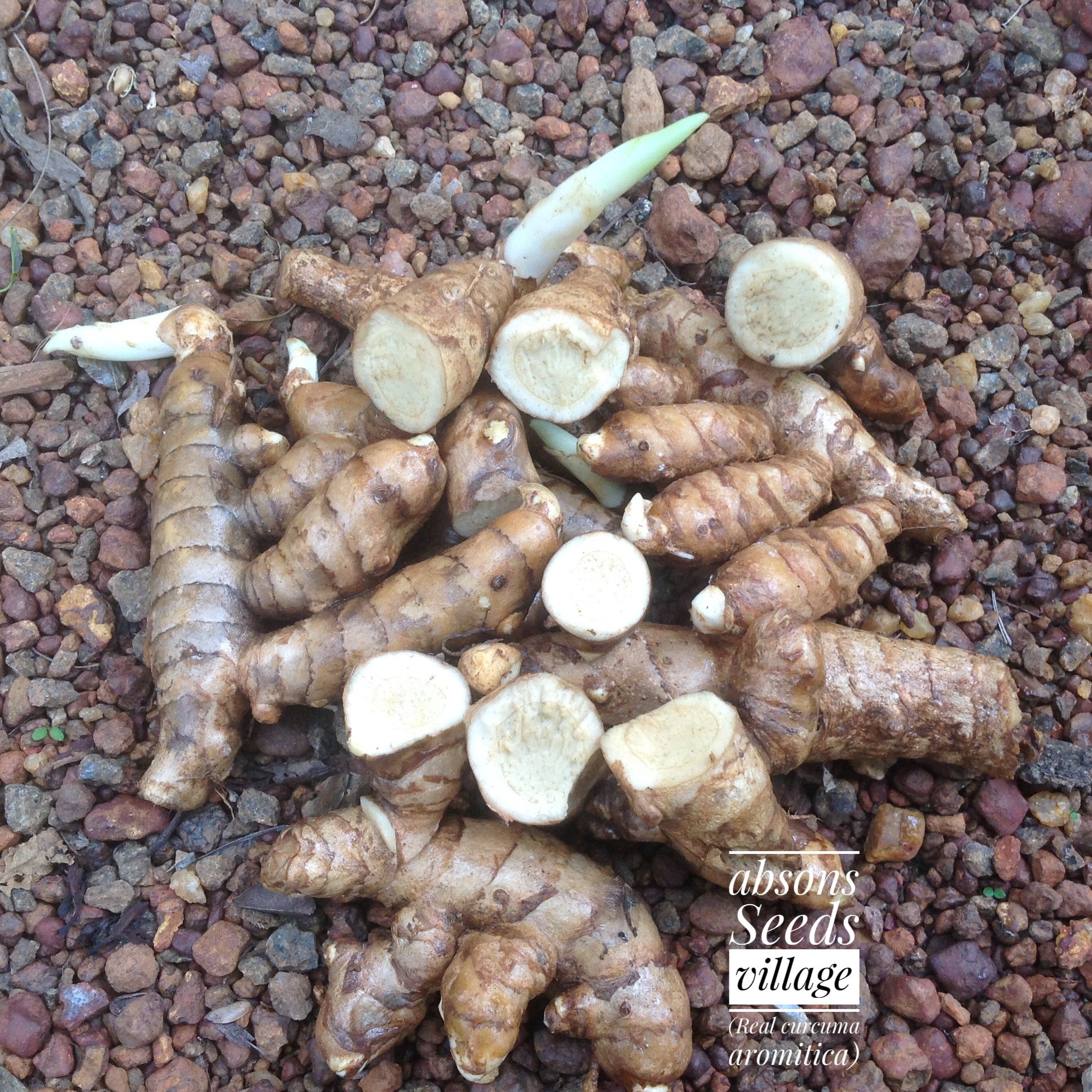 Buy Rare Curcuma Aromatica Kasturimanjal (Cosmetic Turmeric) 5 Rhizomes ...