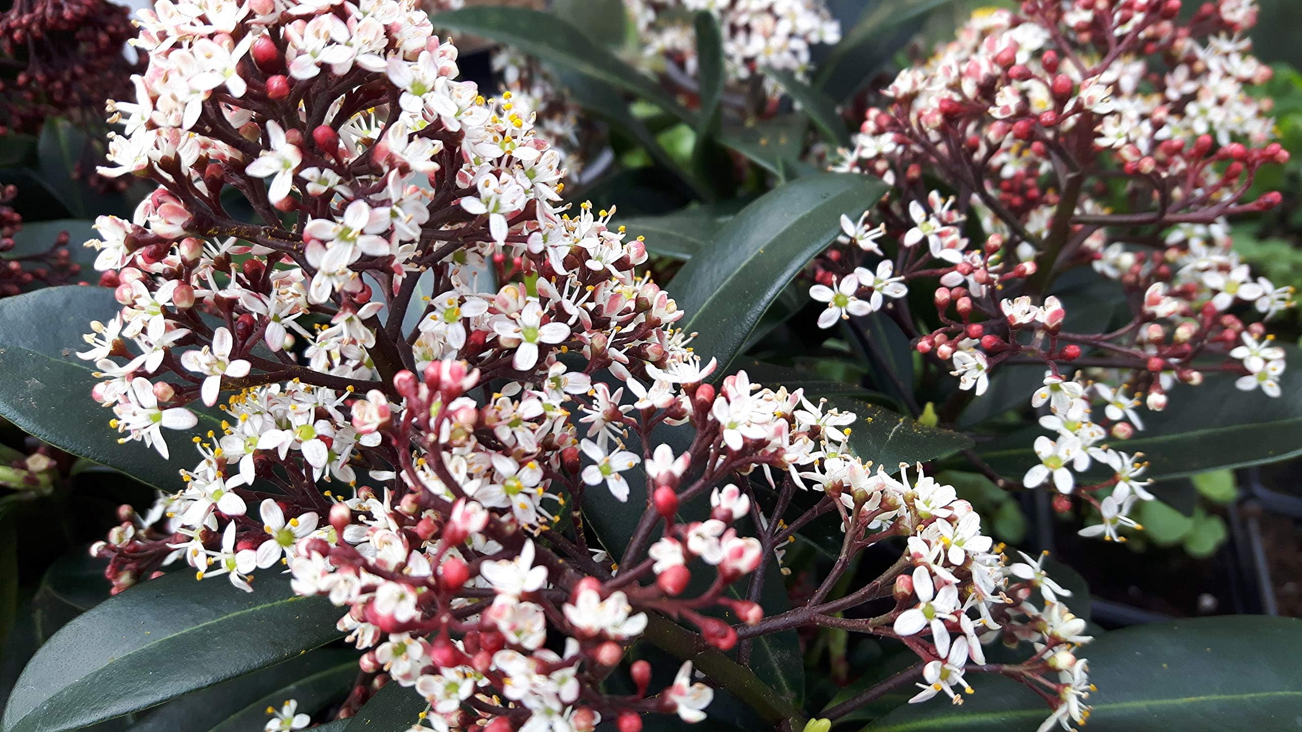 Skimmia Japonica 'Rubella' 15cm Pot Size : Amazon.co.uk: Garden